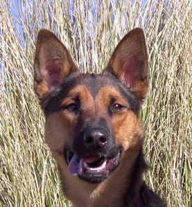 SHORT MEMOIR OF A PLANE CRASH | Author Betty Kuffel, MD